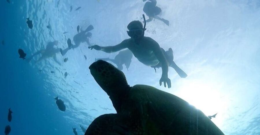 Oahu: Waikiki Turtle Snorkeling Adventure Cruise - What the Snorkeling Part Looks Like