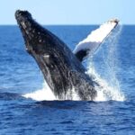 Oahu: Waikiki Whale Watching Cruise - The Practical Side: Tips for a Smooth Experience