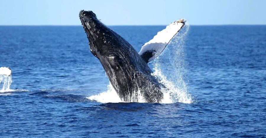 Oahu: Waikiki Whale Watching Cruise - The Practical Side: Tips for a Smooth Experience