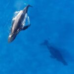 Oahu: Waikiki Whale Watching Tour-Donut and Coffee Included - The Science and Spirit of Whale Watching
