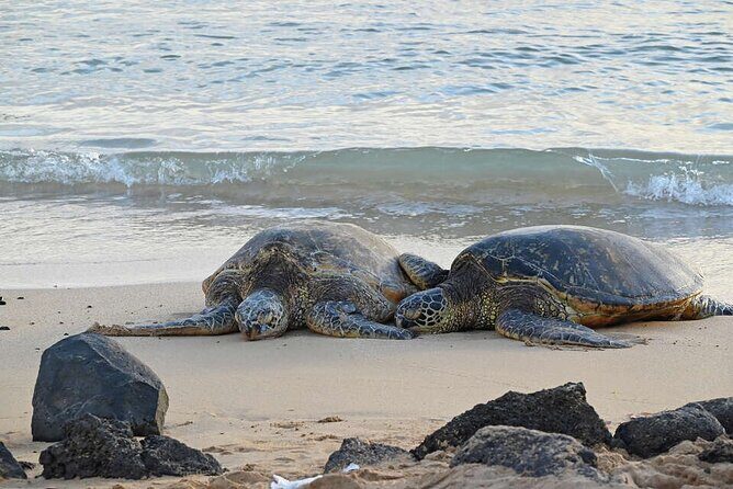 Oahu's Cheapest Circle Island Tour - Unique and Authentic Experiences