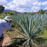 Oaxaca: Ancestral Mezcal Experience - What Travelers Are Saying