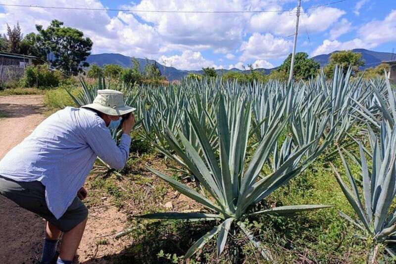 Oaxaca: Ancestral Mezcal Experience - What Travelers Are Saying