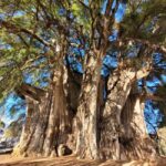 Oaxaca: Guided Bike Tour to the Largest Tree in the World - Exploring Santa Maria del Tule’s Market and Town Square