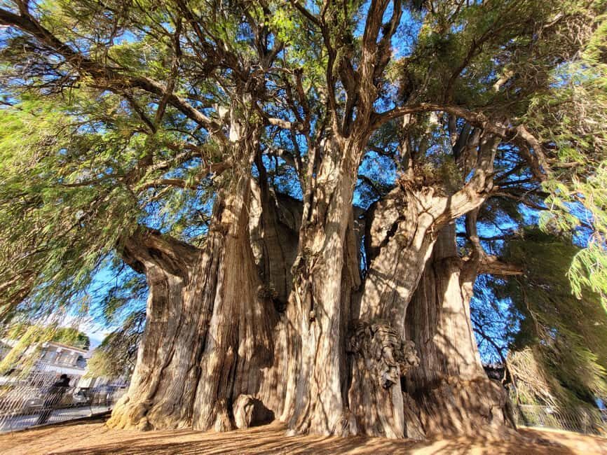 Oaxaca: Guided Bike Tour to the Largest Tree in the World - Exploring Santa Maria del Tule’s Market and Town Square