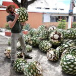 Oaxaca: Mezcal Distillery Tour with Tastings - Why This Tour is Worth Considering