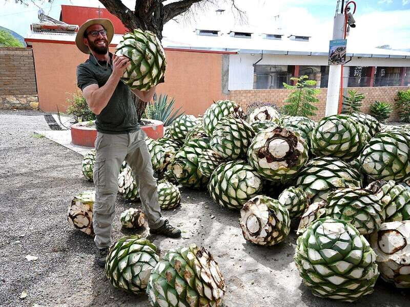 Oaxaca: Mezcal Distillery Tour with Tastings - Why This Tour is Worth Considering