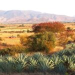 Oaxaca: Mezcal Tasting & Barrel Ride - Additional Practical Details