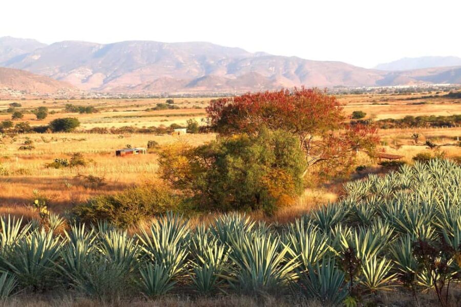 Oaxaca: Mezcal Tasting & Barrel Ride - Additional Practical Details