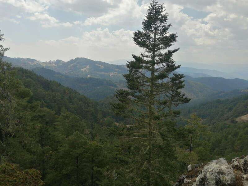 Oaxaca: Sierra Norte Tour with Zipline and Hanging Bridge - Exploring the Sierra Norte: What You Can Expect from This Tour