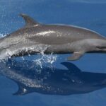 Observation DE Marine Mammals Dolphins and Ballenas EN Huatulco - Analyzing the Experience Value