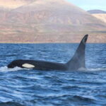 Ocean Safari in La Ventana BCS - The Sum Up: Who Is This Tour Perfect For?