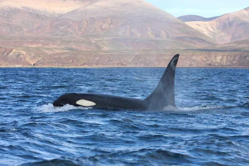 Ocean Safari in La Ventana BCS - The Sum Up: Who Is This Tour Perfect For?