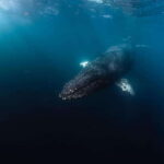Ocean Safari in San Jose del Cabo - The Itinerary: What You Can Expect