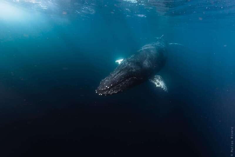 Ocean Safari in San Jose del Cabo - The Itinerary: What You Can Expect