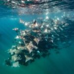 Ocean Safari: Sea Lions, Mobula Rays, Dolphins, Orcas & Whales - What to Expect on the Ocean Safari