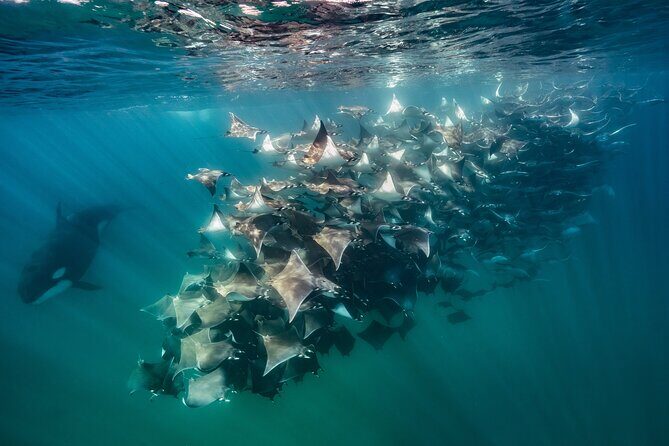 Ocean Safari: Sea Lions, Mobula Rays, Dolphins, Orcas & Whales - What to Expect on the Ocean Safari