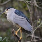Ochopee: Half-Day Mangrove Tunnel Kayak Tour - Details of the Itinerary and Experience
