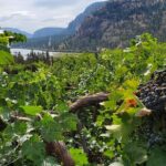 Okanagan Falls Private Wine Tour - Full Day - What’s Included and What to Keep in Mind