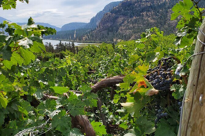 Okanagan Falls Private Wine Tour - Full Day - What’s Included and What to Keep in Mind