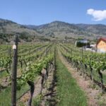 Oliver & Osoyoos Private Wine Tour - Half Day - Itinerary Breakdown: What to Expect at Each Stop