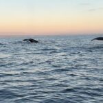 Open Boat Whale Watching - The Experience: What You Can Expect on the Water