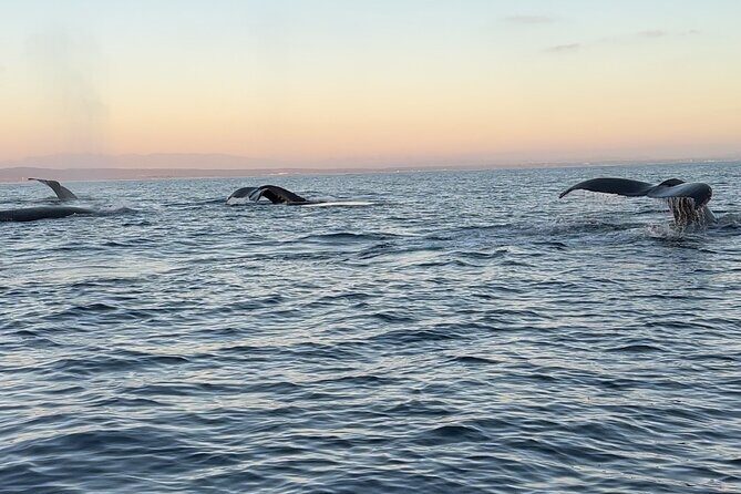 Open Boat Whale Watching - The Experience: What You Can Expect on the Water