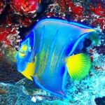 Open Water Certification Course-PADI - What Makes This Course Special?