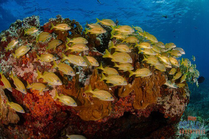 Open Water course Isla Mujeres - The Experience: What It Feels Like