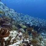 Open Water Diver 2-Day PADI Course in Playa del Carmen - Analyzing the Value