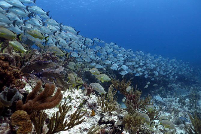 Open Water Diver 2-Day PADI Course in Playa del Carmen - Analyzing the Value