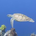 Open Water Diver course PADI in Cancun - Authentic Experiences From Reviews