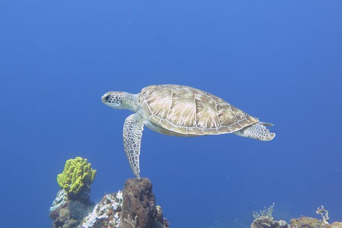 Open Water Diver course PADI in Cancun - Authentic Experiences From Reviews