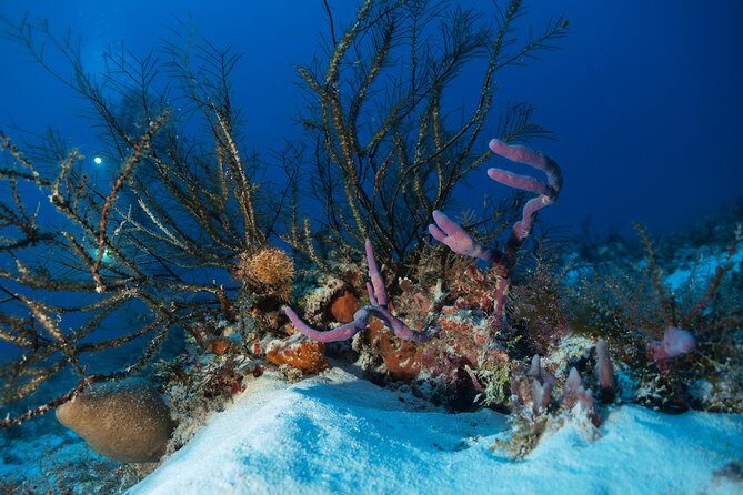 Open Water Diver course PADI including underwater video - The Practicalities: What It Means for You
