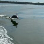 Orange Beach: Dolphin-Watching Eco-Boat Tour - Who Will Enjoy This Tour?