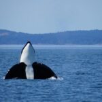 Orcas Island: Orca Whales guaranteed boat tour - What You Can Expect: A Thorough Breakdown