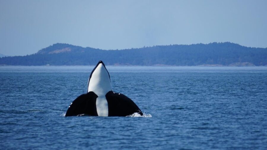Orcas Island: Orca Whales guaranteed boat tour - What You Can Expect: A Thorough Breakdown