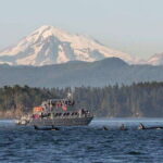 Orcas Island: Whale and Orca Guided Speedboat Tour - The Sum Up