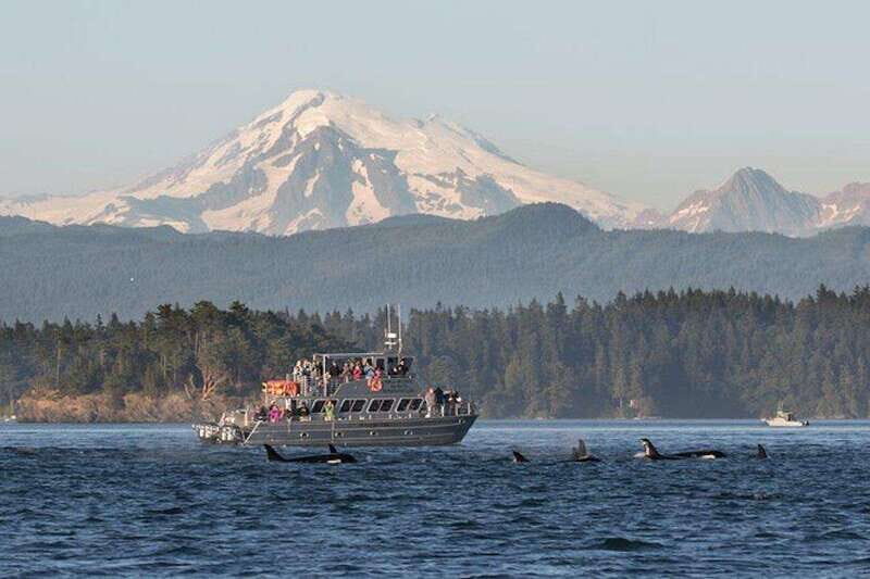 Orcas Island: Whale and Orca Guided Speedboat Tour - The Sum Up