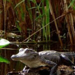 Orlando Alligator Experience: Day-Trip From Orlando - Wildlife Encounters and Photography Opportunities