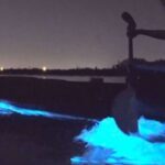 Orlando: Bioluminescence Clear Kayaking or Paddleboarding - What Makes This Tour Worthwhile?