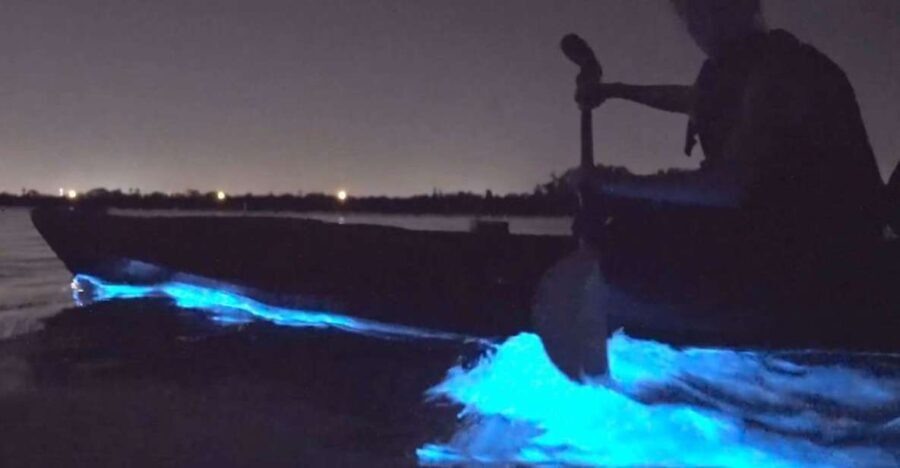 Orlando: Bioluminescence Clear Kayaking or Paddleboarding - What Makes This Tour Worthwhile?