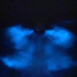 Orlando: Bioluminescence Kayak Tour - What You Can Expect on the Tour