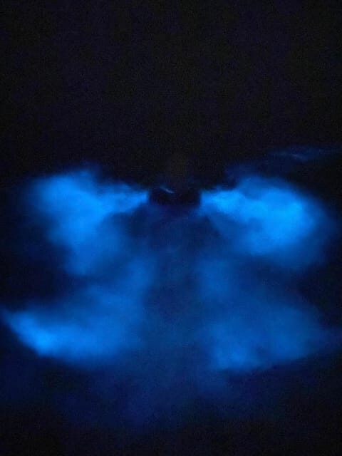 Orlando: Bioluminescence Kayak Tour - What You Can Expect on the Tour