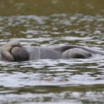 Orlando: Blue Springs Manatee Kayak Tour - The Wildlife and Why It Matters