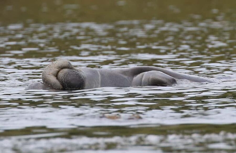 Orlando: Blue Springs Manatee Kayak Tour - The Wildlife and Why It Matters