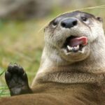 Orlando: Central Florida Zoo Skip-the-Line Ticket - Who Will Love This Zoo?