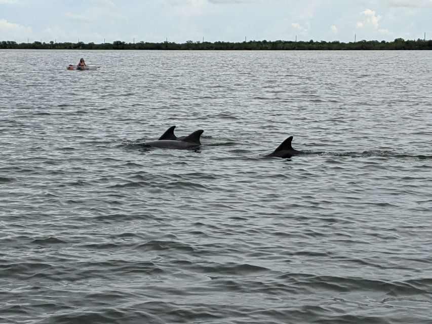 Orlando: Dolphin Clear Kayak or Paddle Board Adventure - Who Will Love This?