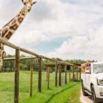 Orlando: Drive-Thru Safari Park at Wild Florida - Up-Close Encounters and Feeding Opportunities
