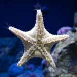 Orlando: Madame Tussauds and SEA LIFE Aquarium Combo Ticket - Why Travelers Find This Combo Worthwhile